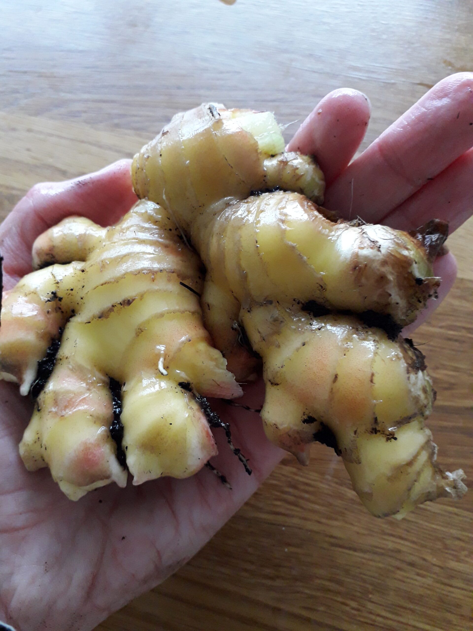 Hoe kweek je zelf gember? - De Moestuin van Sofie